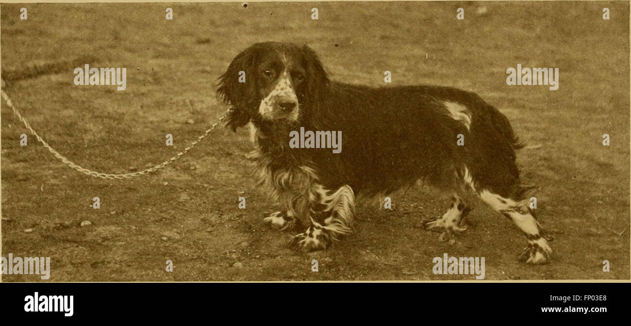 This 1906 book provides a detailed history of the dog, offering ...