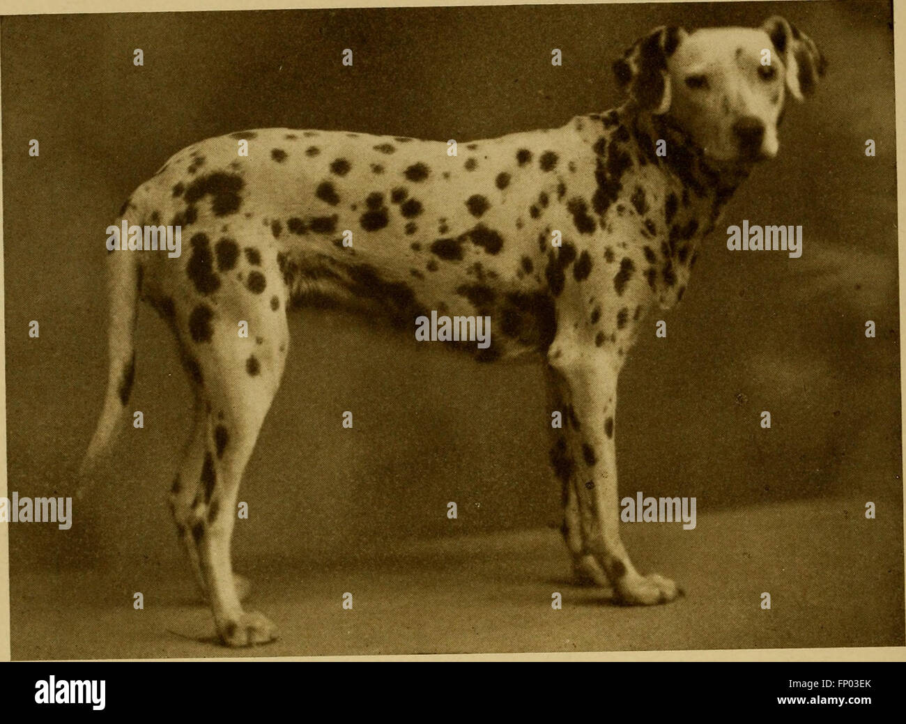 This 1906 book provides a comprehensive history of dogs, including ...