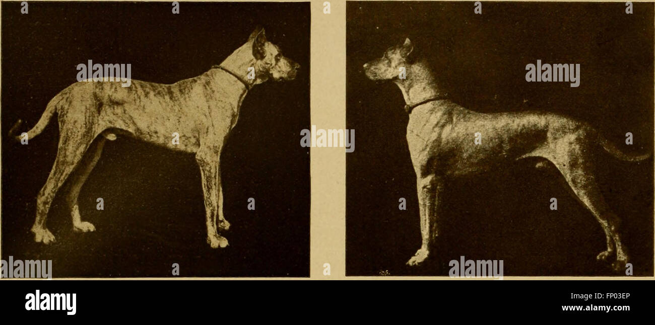 The 1906 'Dog Book' offers a thorough history of dogs, practical advice ...