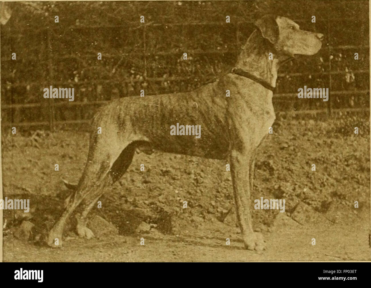 This 1906 book provides a detailed history of dogs, focusing on breed ...
