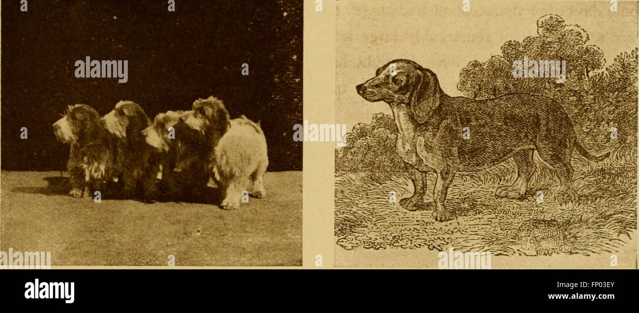 *The Dog Book* (1906) offers a comprehensive history of dogs, detailing ...
