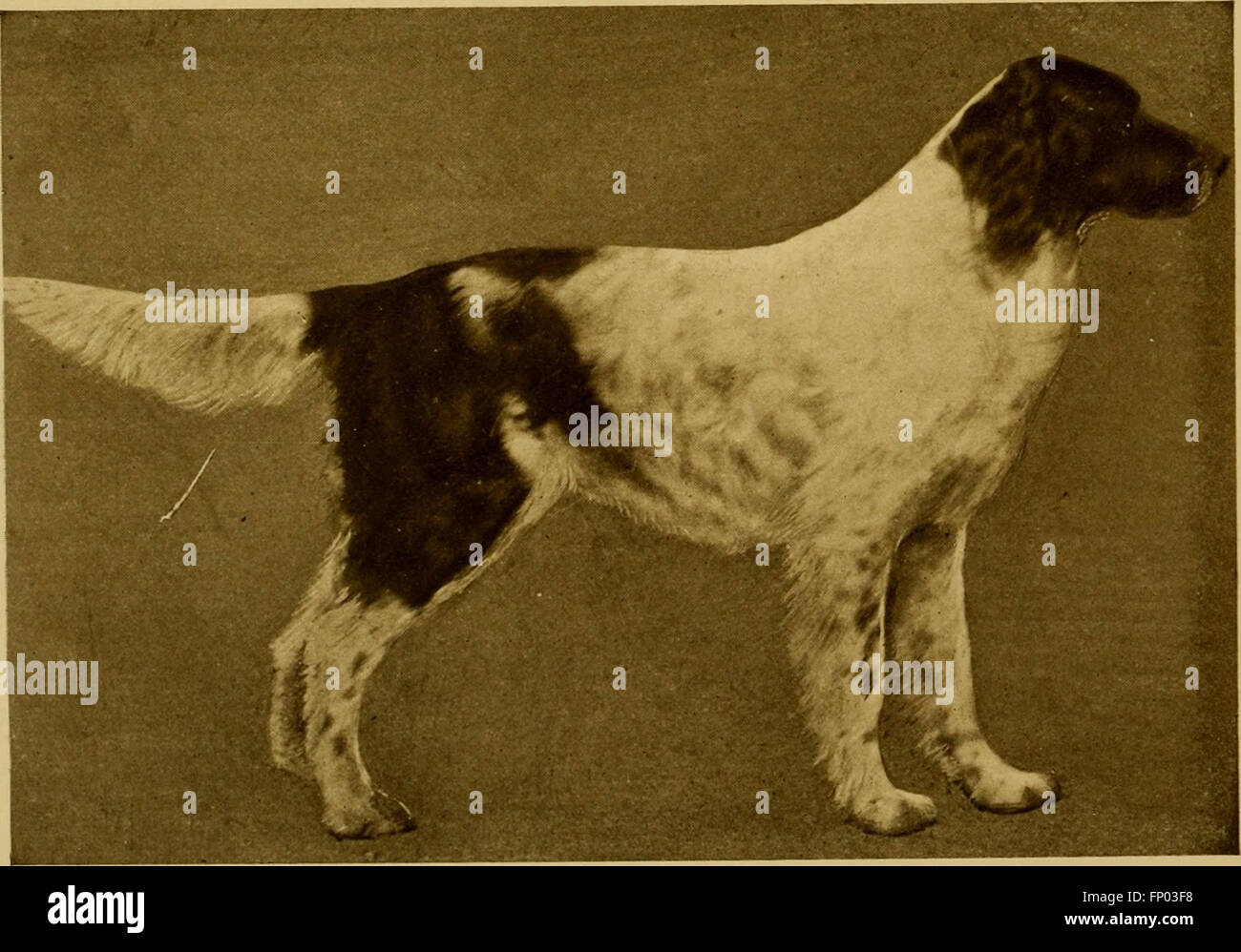 The Dog Book (1906) offers an in-depth history of the dog, including ...