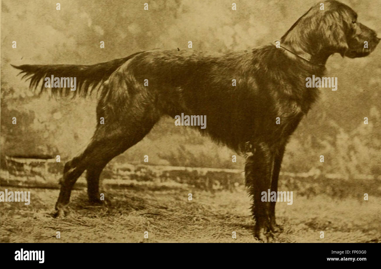 This comprehensive 1906 guide to dogs covers the history, care, and ...