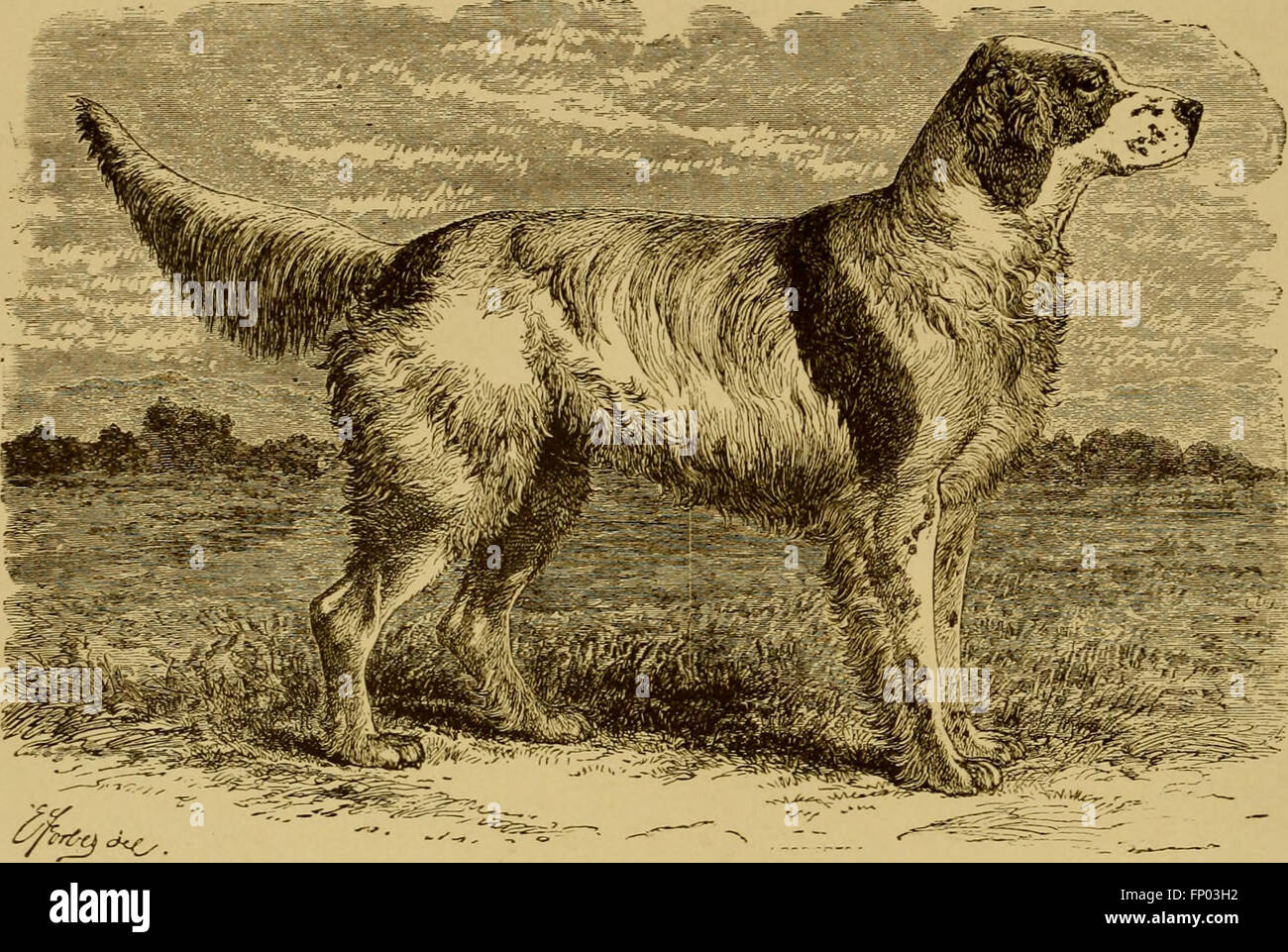 The 1906 edition of 'The Dog Book' offers an in-depth history of ...