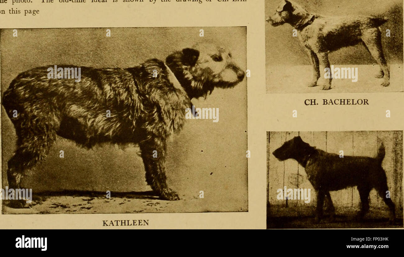 'The Dog Book' (1906) offers a comprehensive history of the dog ...