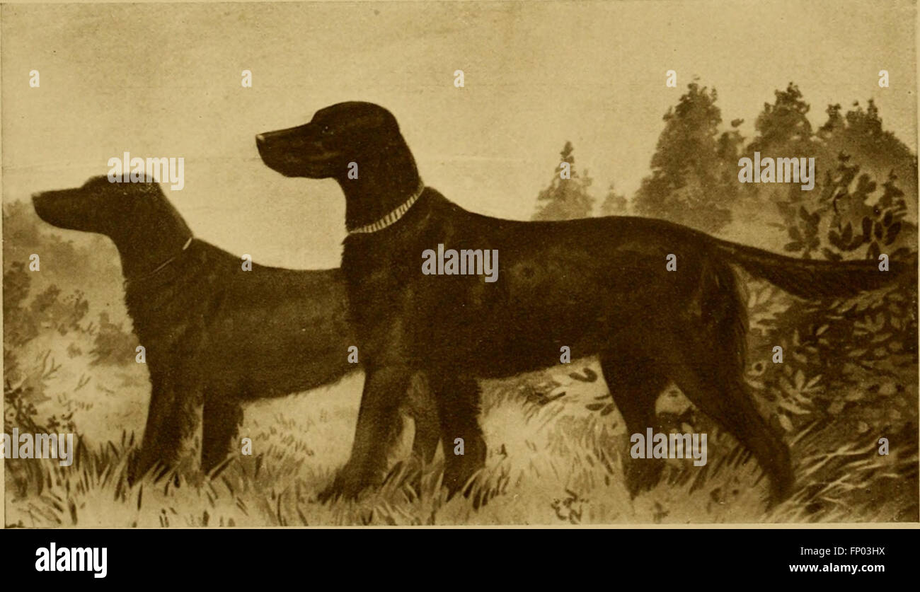 This 1906 work offers a popular history of dogs, detailing their care ...