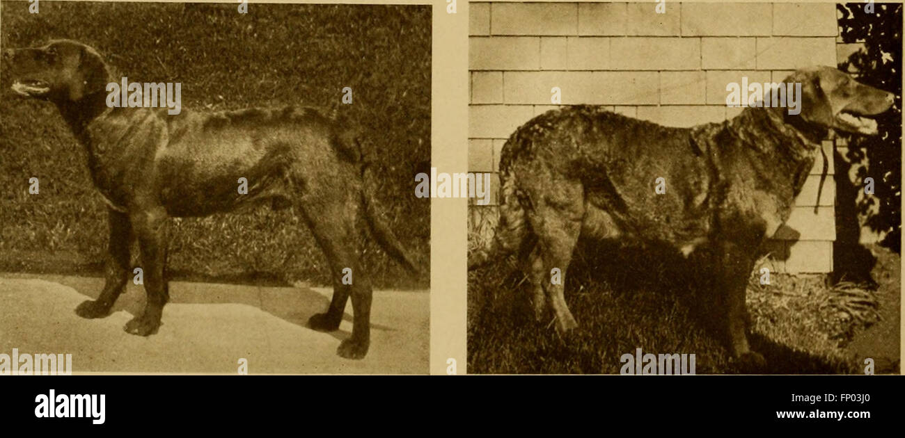 This 1906 book offers a comprehensive history of dogs, providing ...