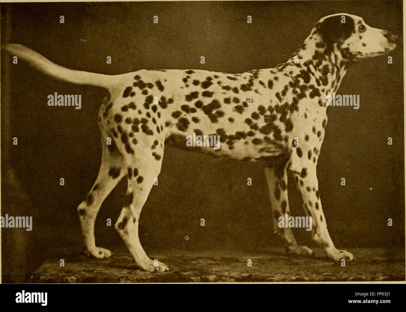 'The Dog Book' (1906) is a detailed guide to the history, care, and ...
