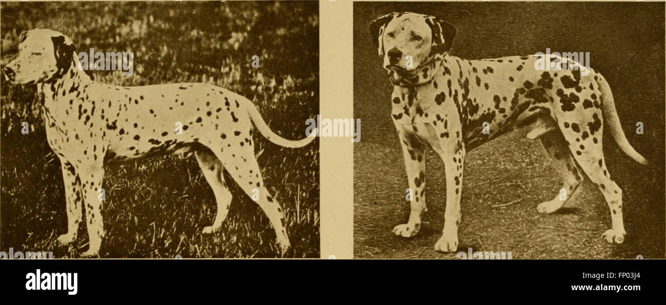 'The Dog Book' (1906) provides a comprehensive history of dogs ...