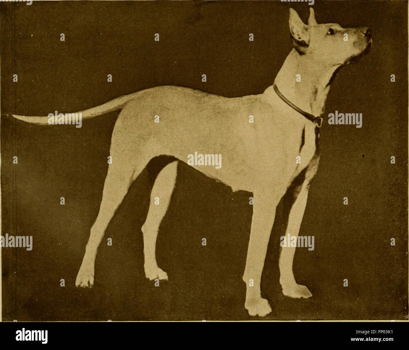 'The Dog Book' (1906) provides a comprehensive history of dogs ...