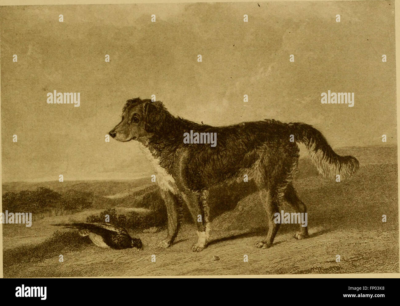 The 1906 edition of The Dog Book provides a comprehensive history of ...