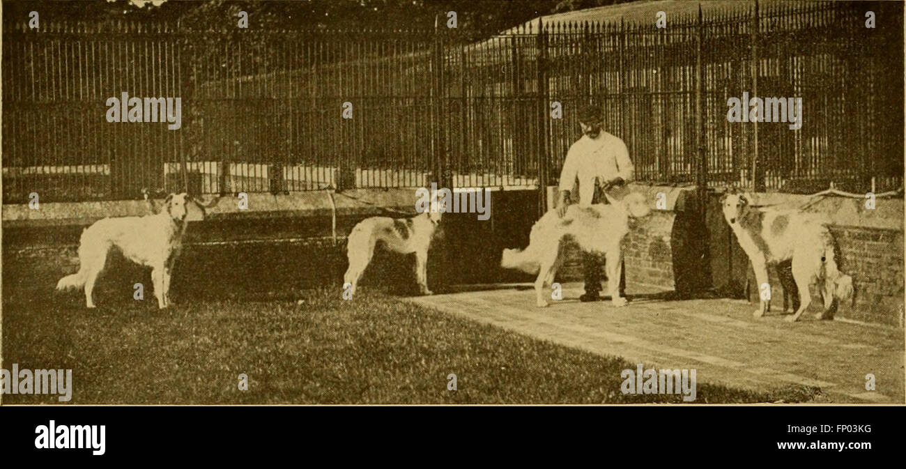 The dog book - a popular history of the dog, with practical information ...