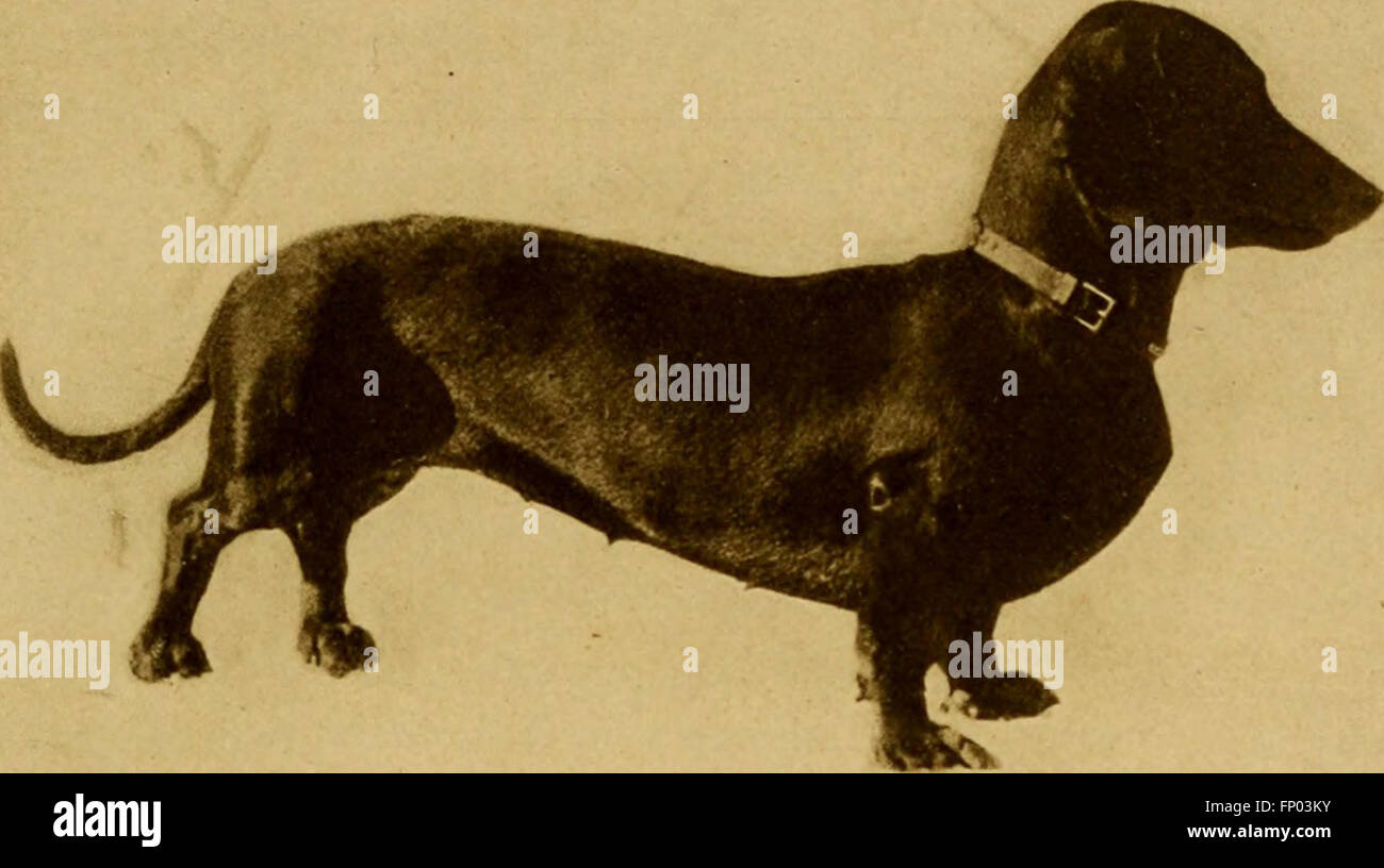 The dog book - a popular history of the dog, with practical information ...