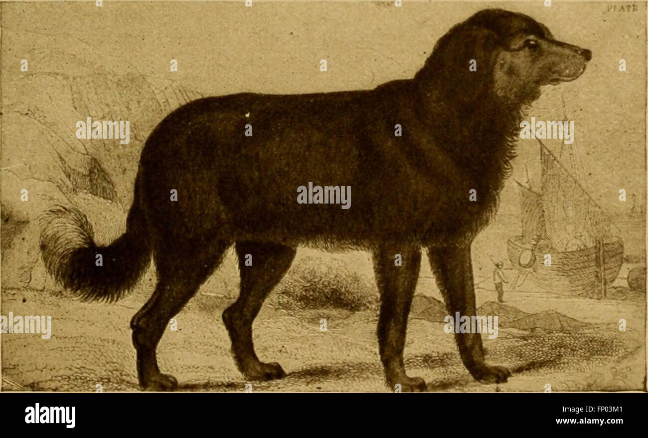 'The Dog Book' (1906) offers a comprehensive history of dogs, focusing ...