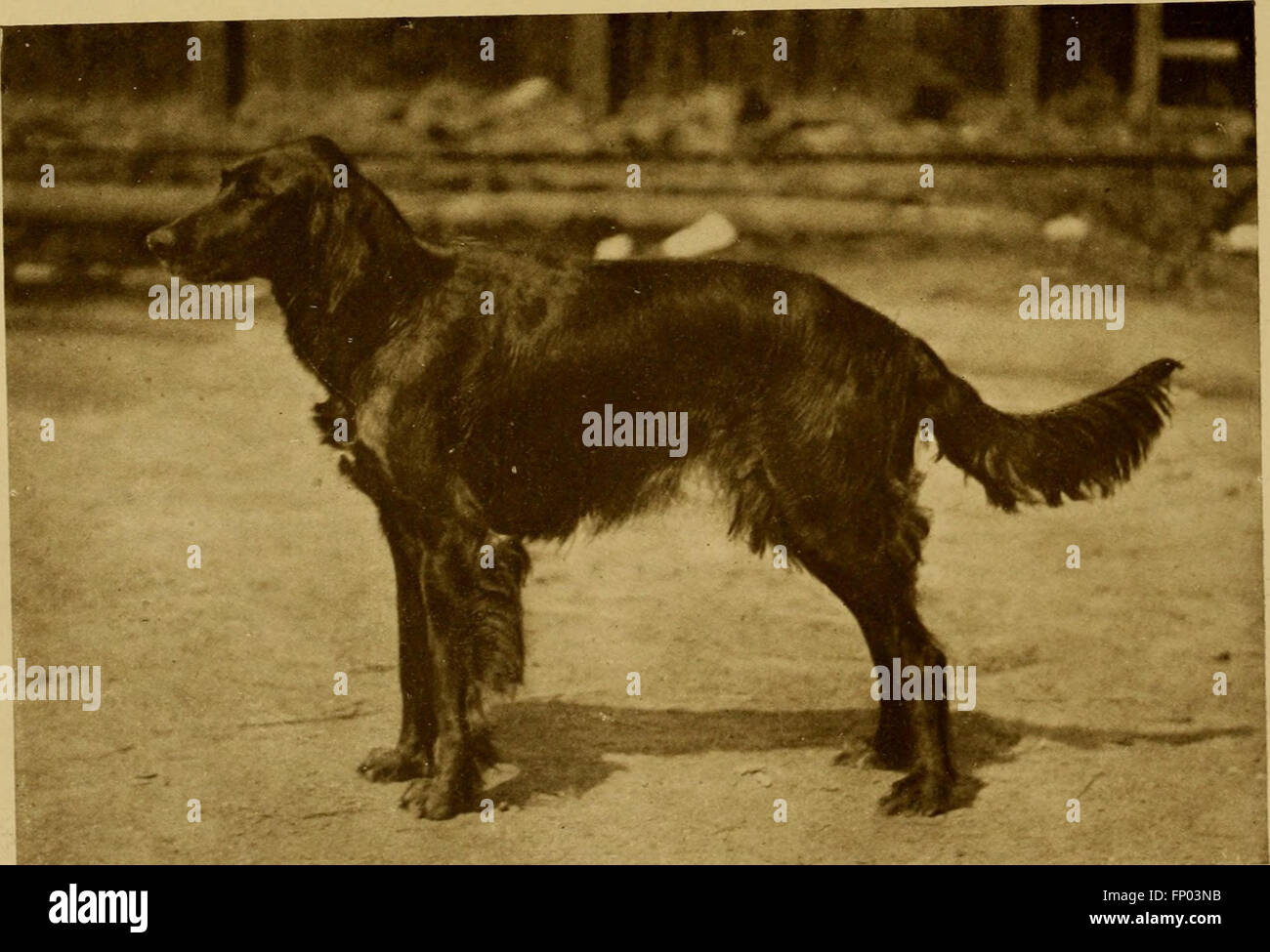 'The Dog Book' (1906) offers an overview of dog history, detailing care ...