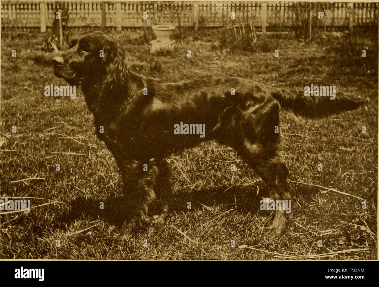 The dog book - a popular history of the dog, with practical information ...