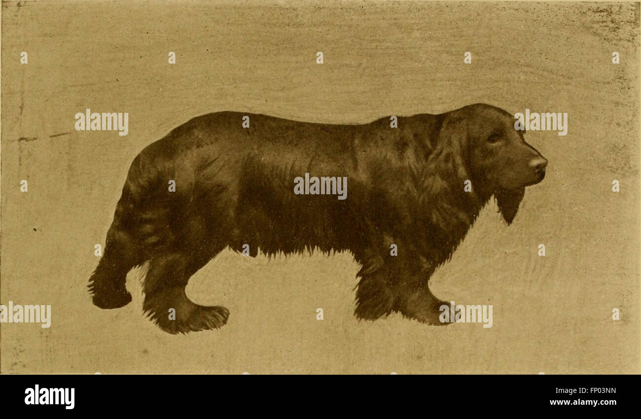 This 1906 book provides a comprehensive history of dogs, including ...