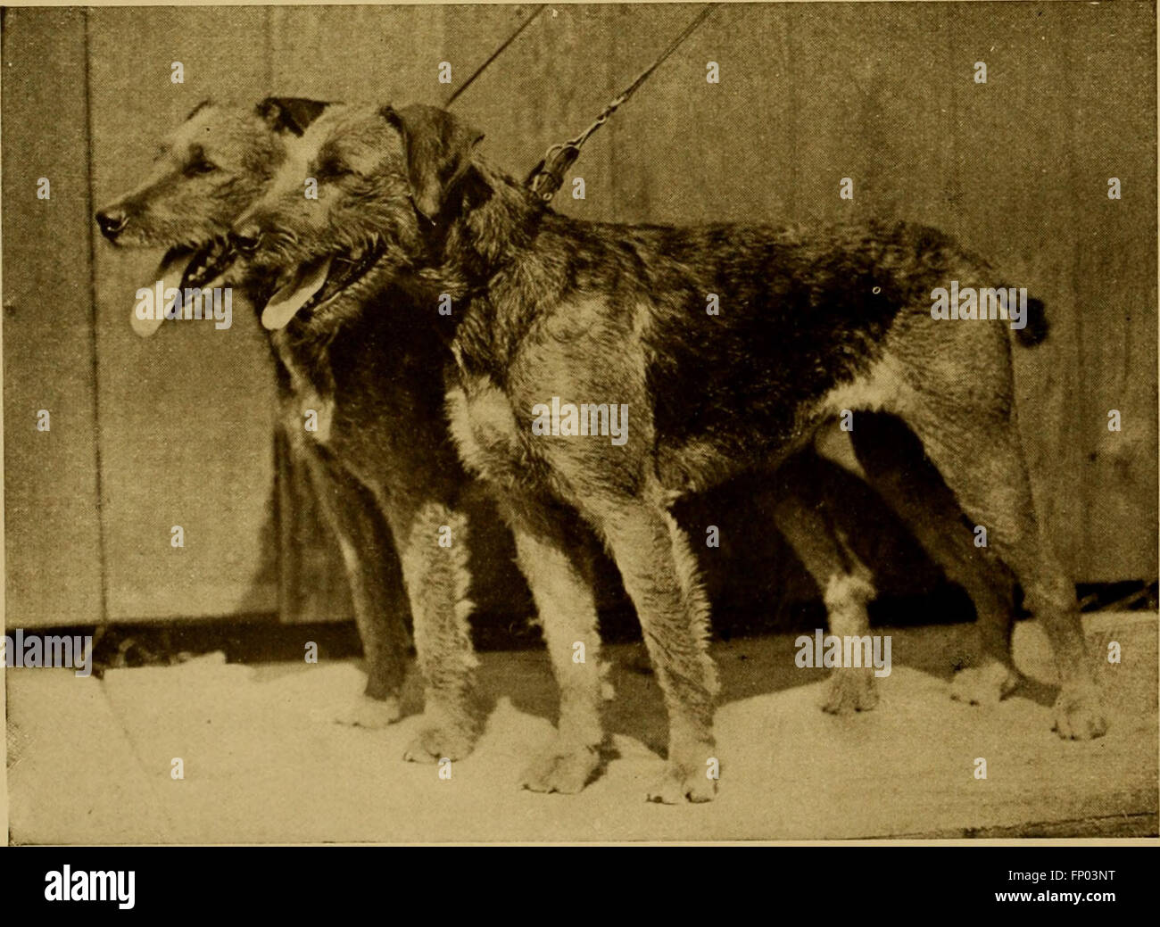 This 1906 work offers a comprehensive history of dogs, with detailed ...