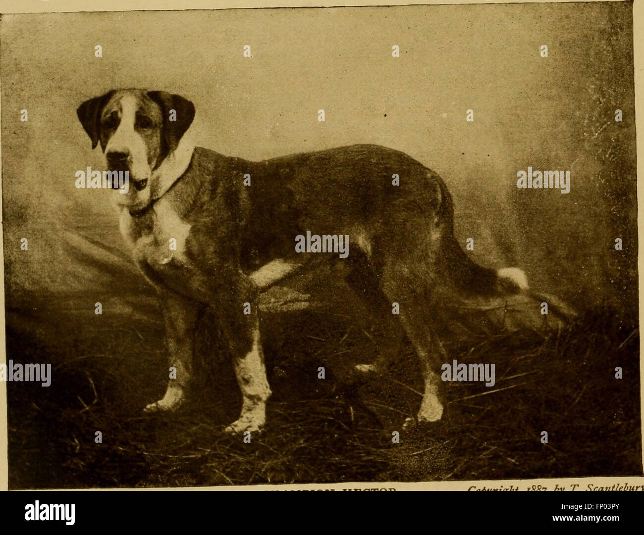 This 1906 book offers a comprehensive history of dogs, providing ...