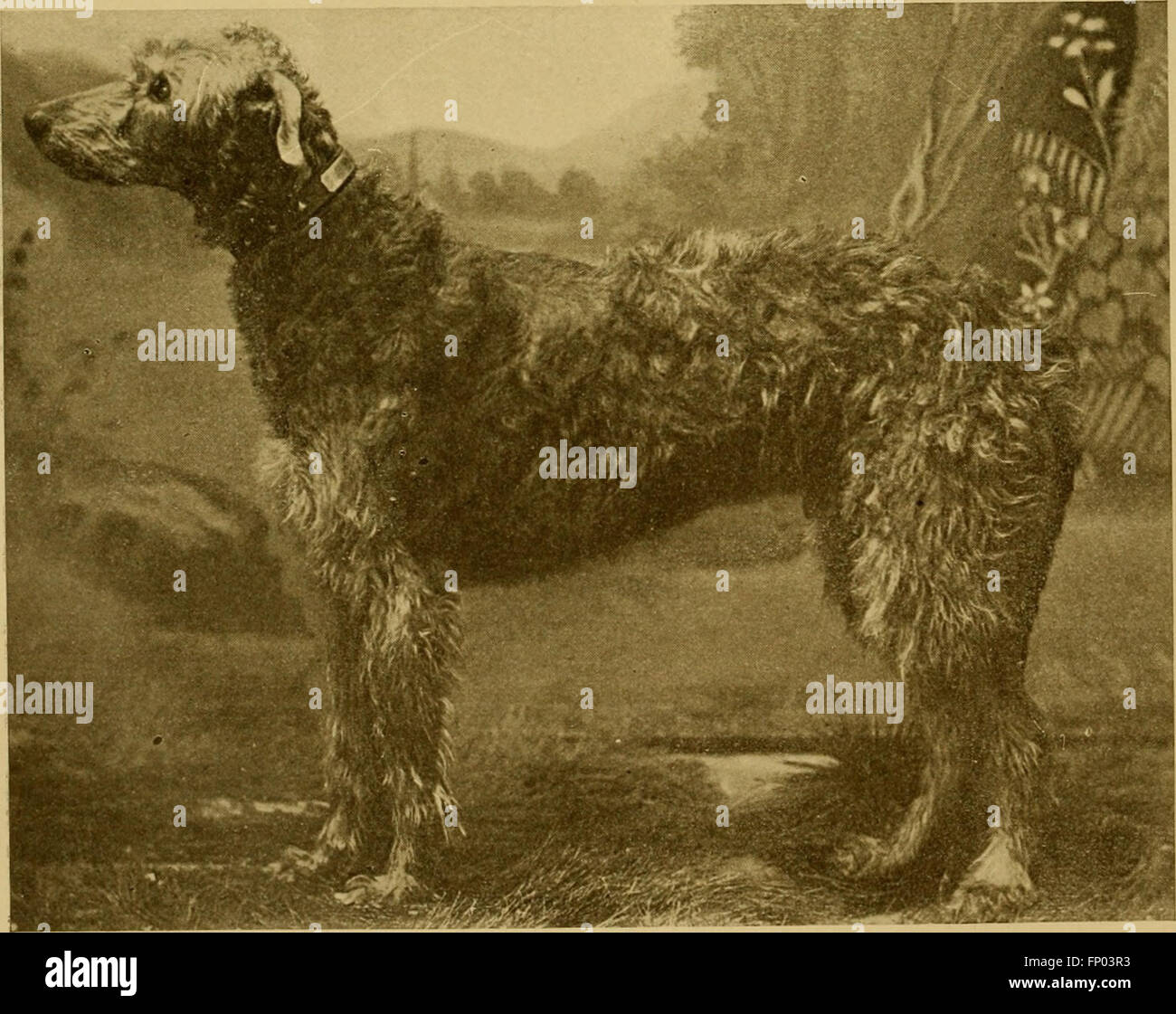 *The Dog Book* (1906) is a comprehensive history of dogs, covering ...