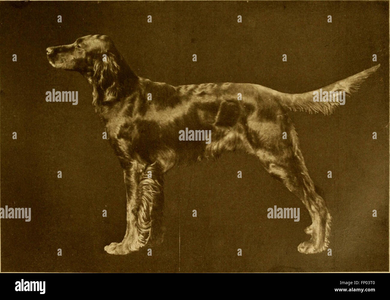 This 1906 book provides an in-depth look at the history of dogs ...