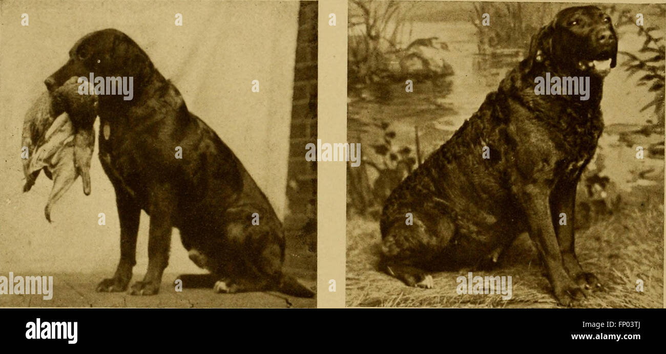 'The Dog Book' (1906) provides a comprehensive history of the dog, with ...