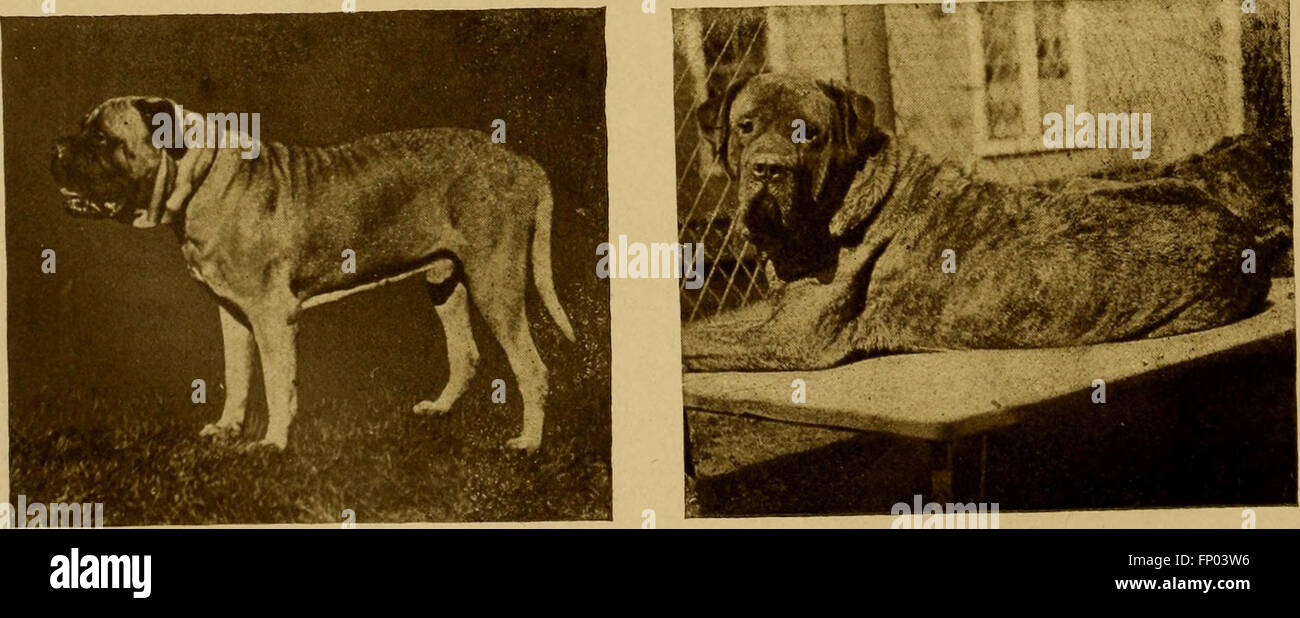 This 1906 book offers a comprehensive history of dogs, focusing on care ...