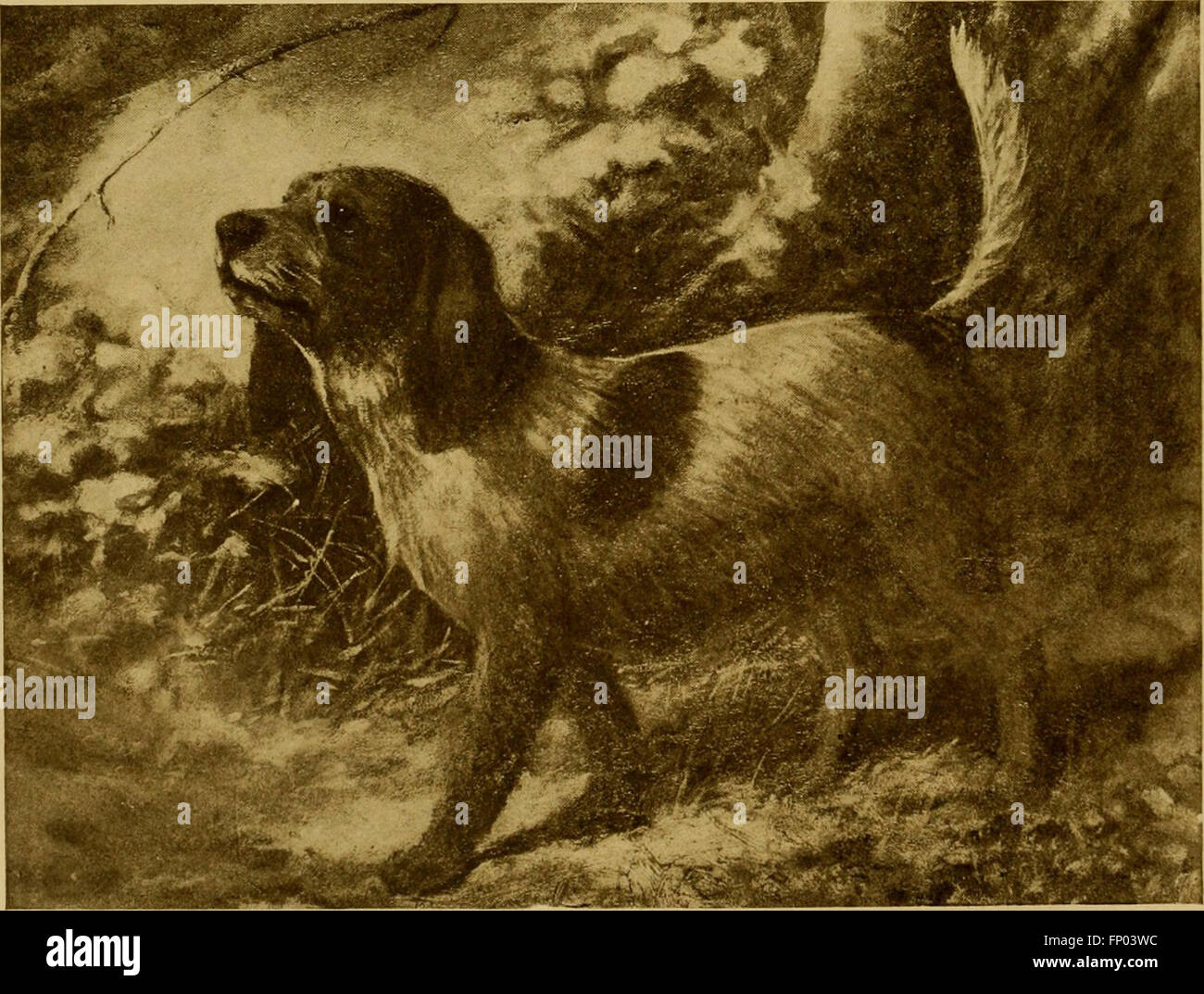 This 1906 book offers a thorough history of dogs, providing practical ...