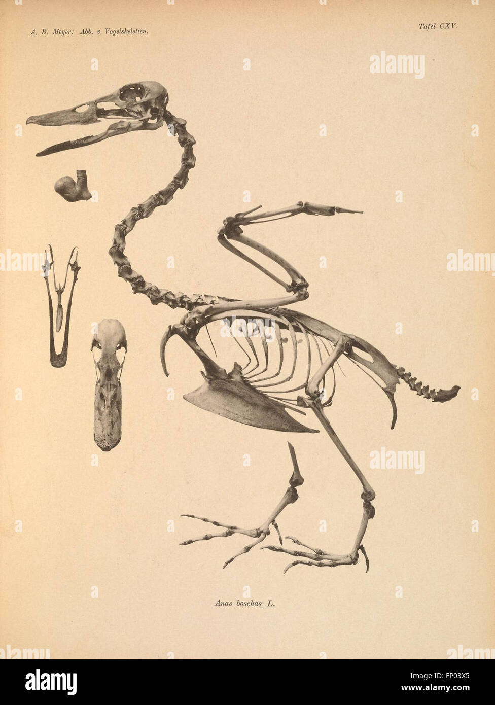 This work, titled 'Abbildungen von Vogel-Skeletten' (Illustrations of ...