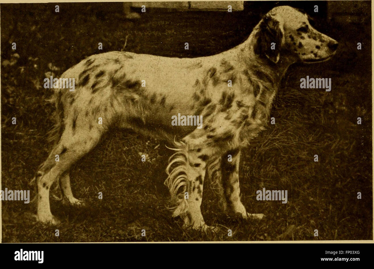 This 1906 book provides an overview of the history of dogs, including ...
