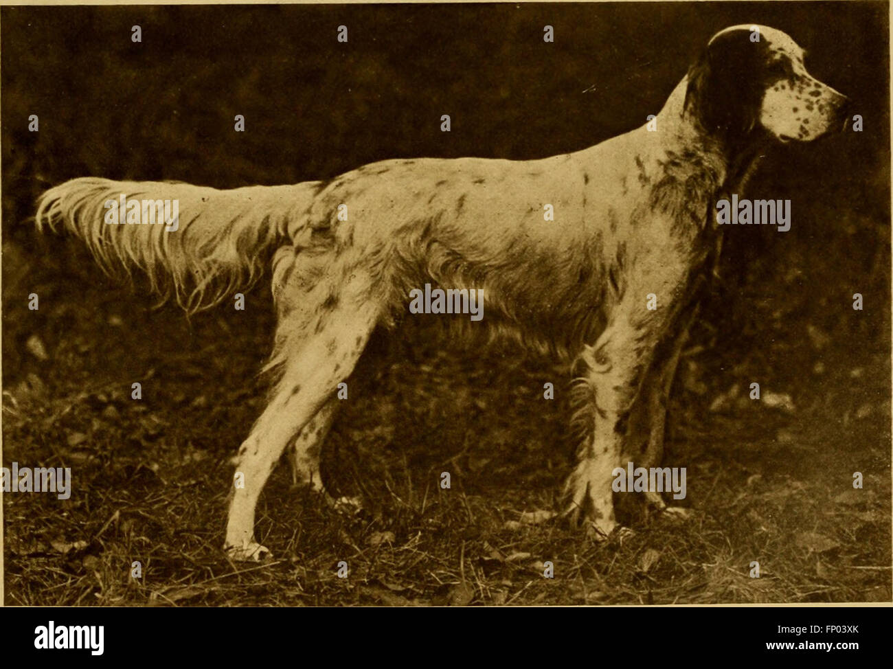 The 1906 edition of The Dog Book offers a detailed history of dogs ...