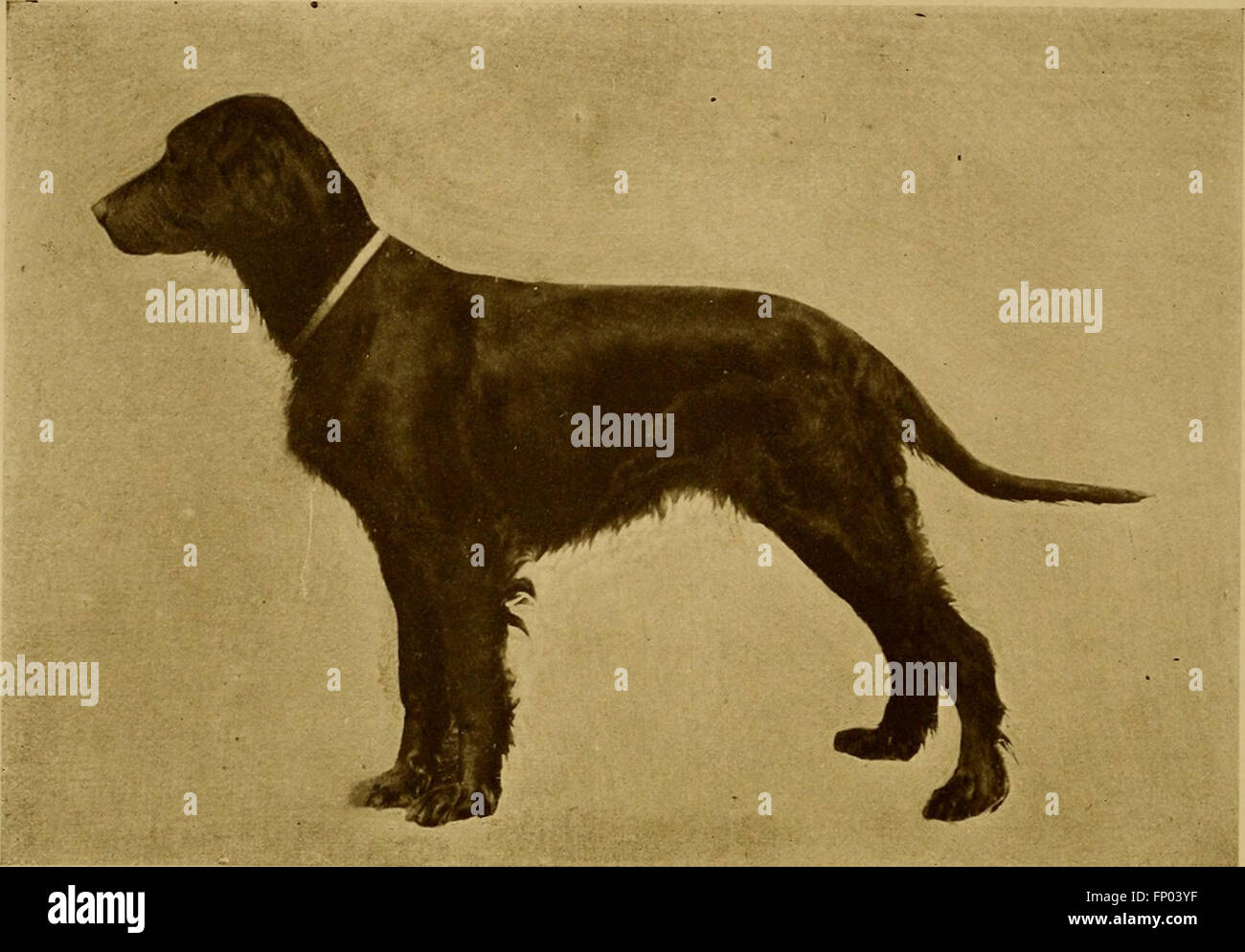 The dog book - a popular history of the dog, with practical information ...