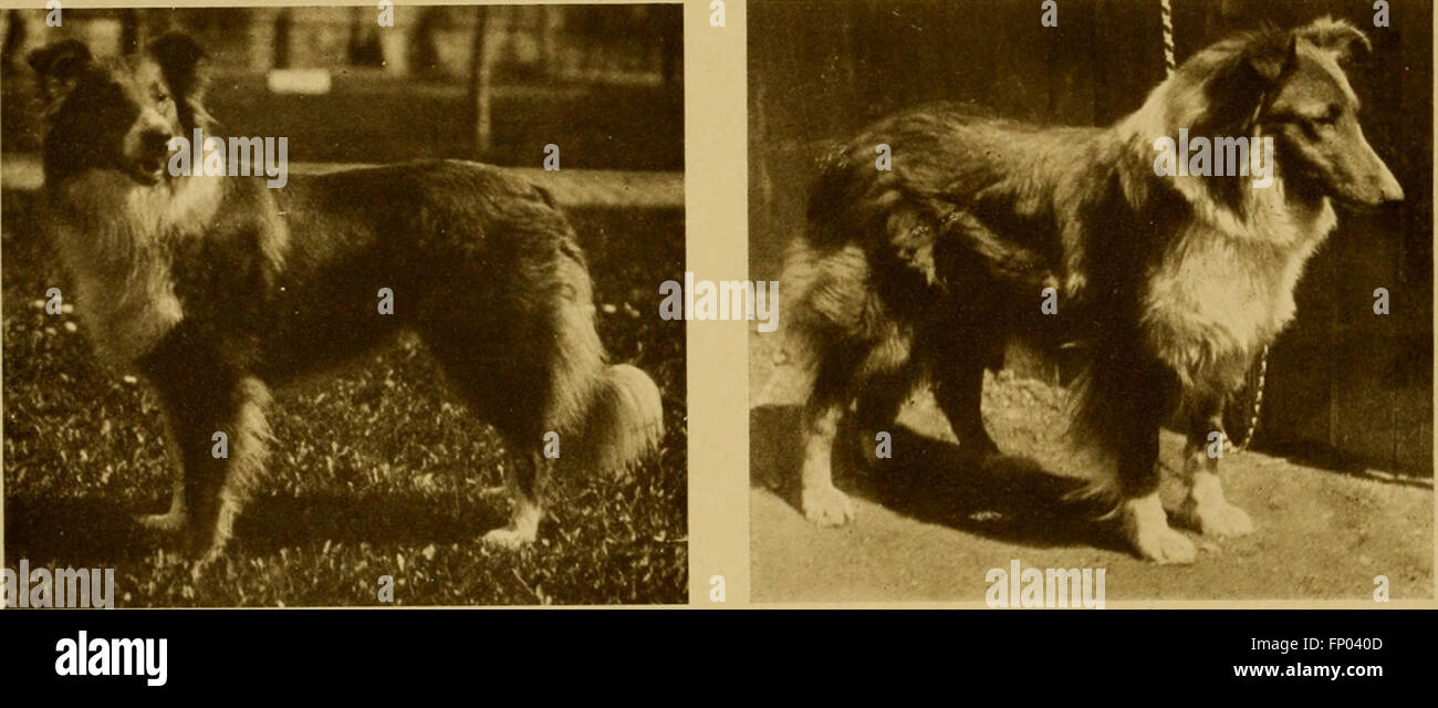 This 1906 book provides a comprehensive history of the dog, offering ...