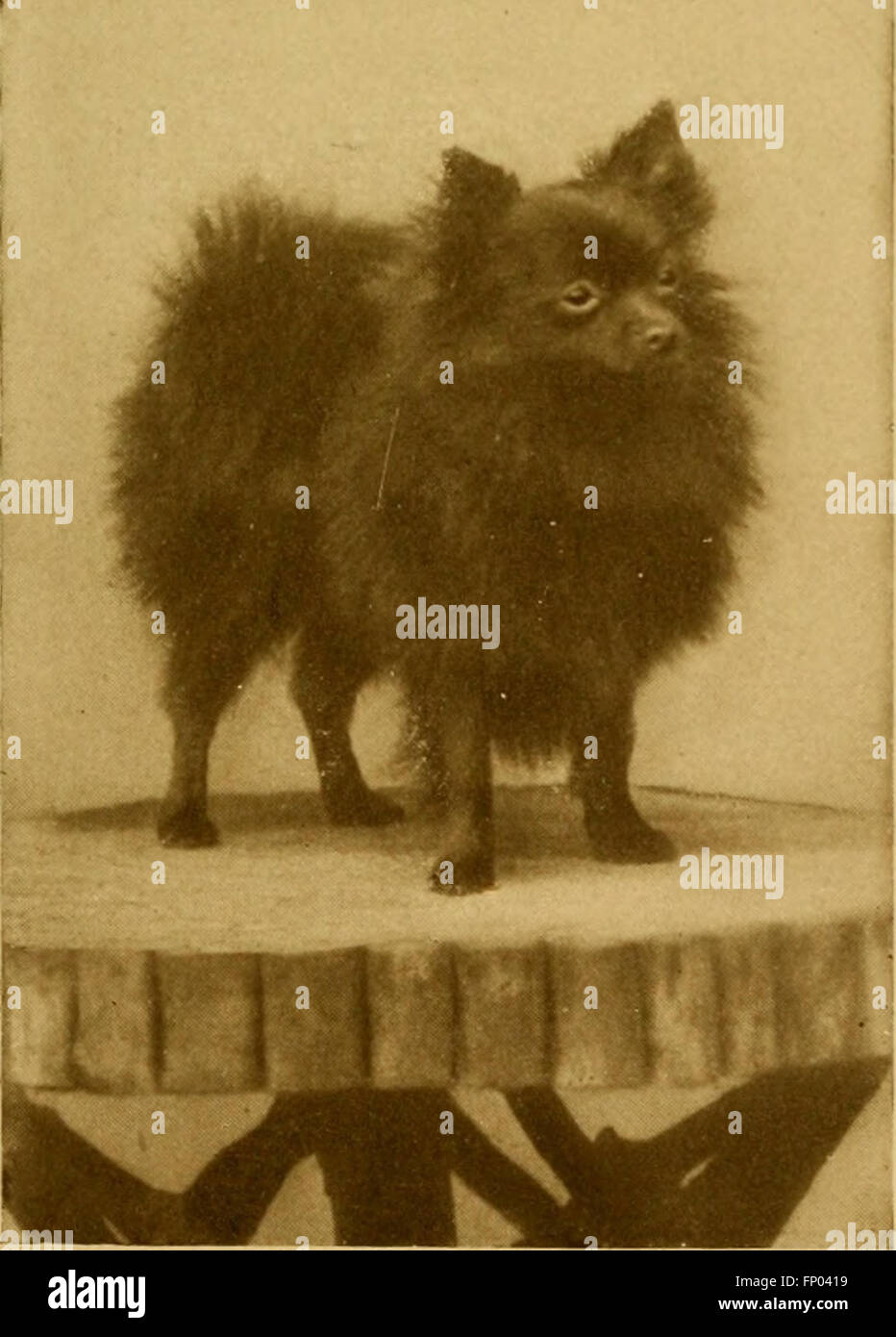 A 1906 book offering a detailed history of dogs, including guidance on ...