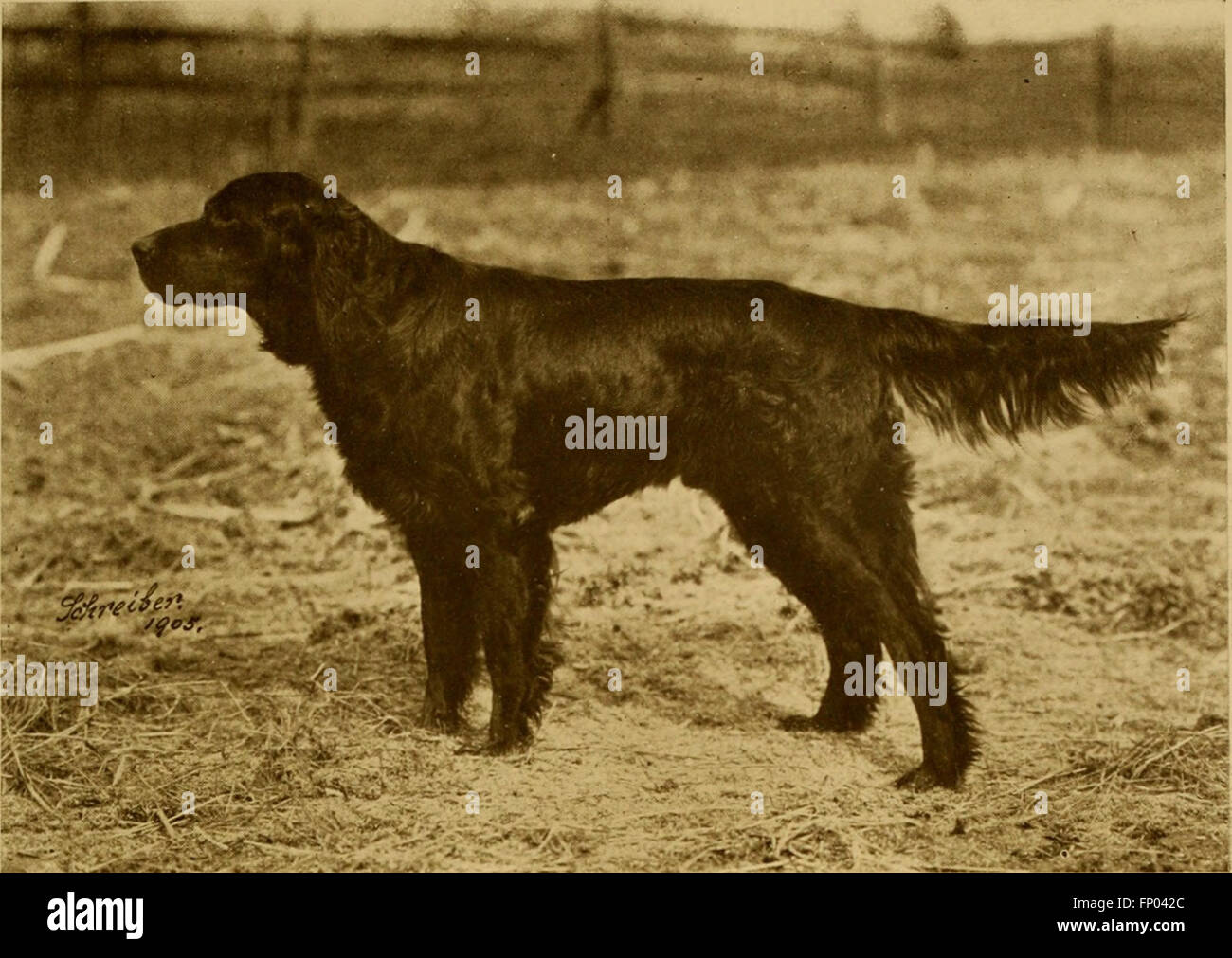 This 1906 book provides a detailed history of dogs, offering practical ...