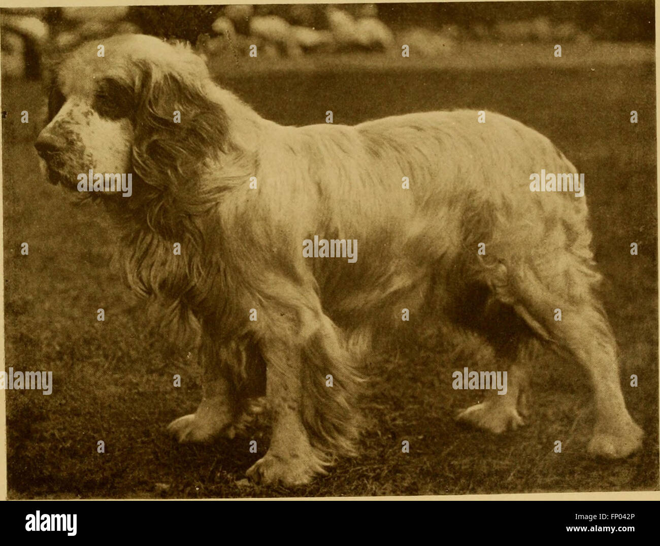 The dog book - a popular history of the dog, with practical information ...