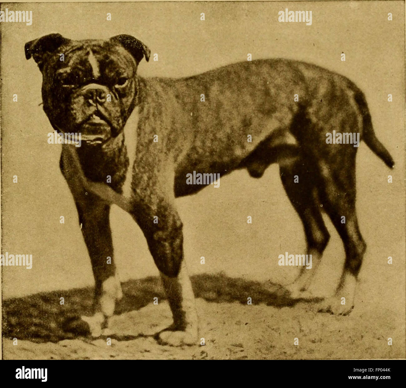 Published in 1906, this book offers a comprehensive history of dogs ...