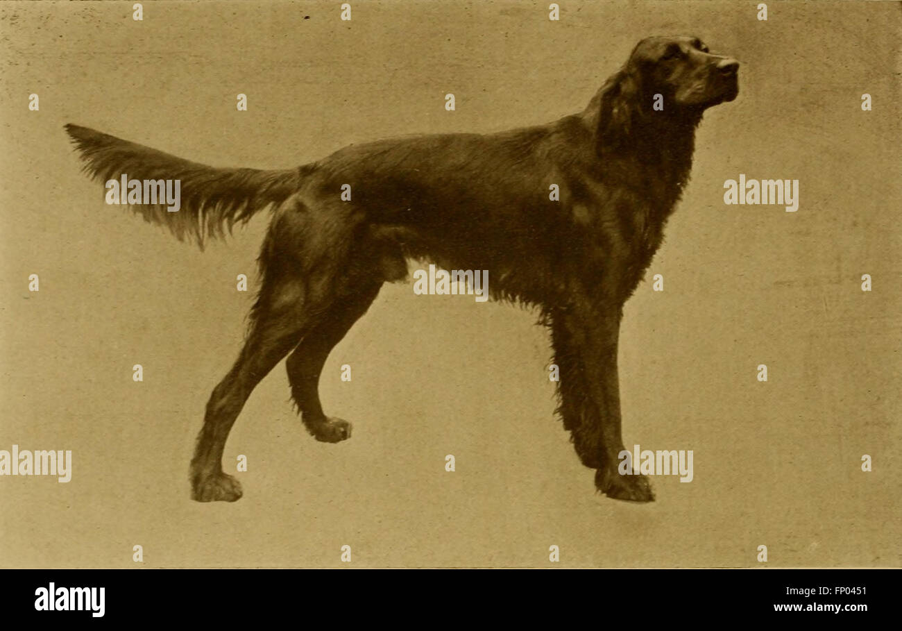 This 1906 guide provides a comprehensive history of dogs, along with ...
