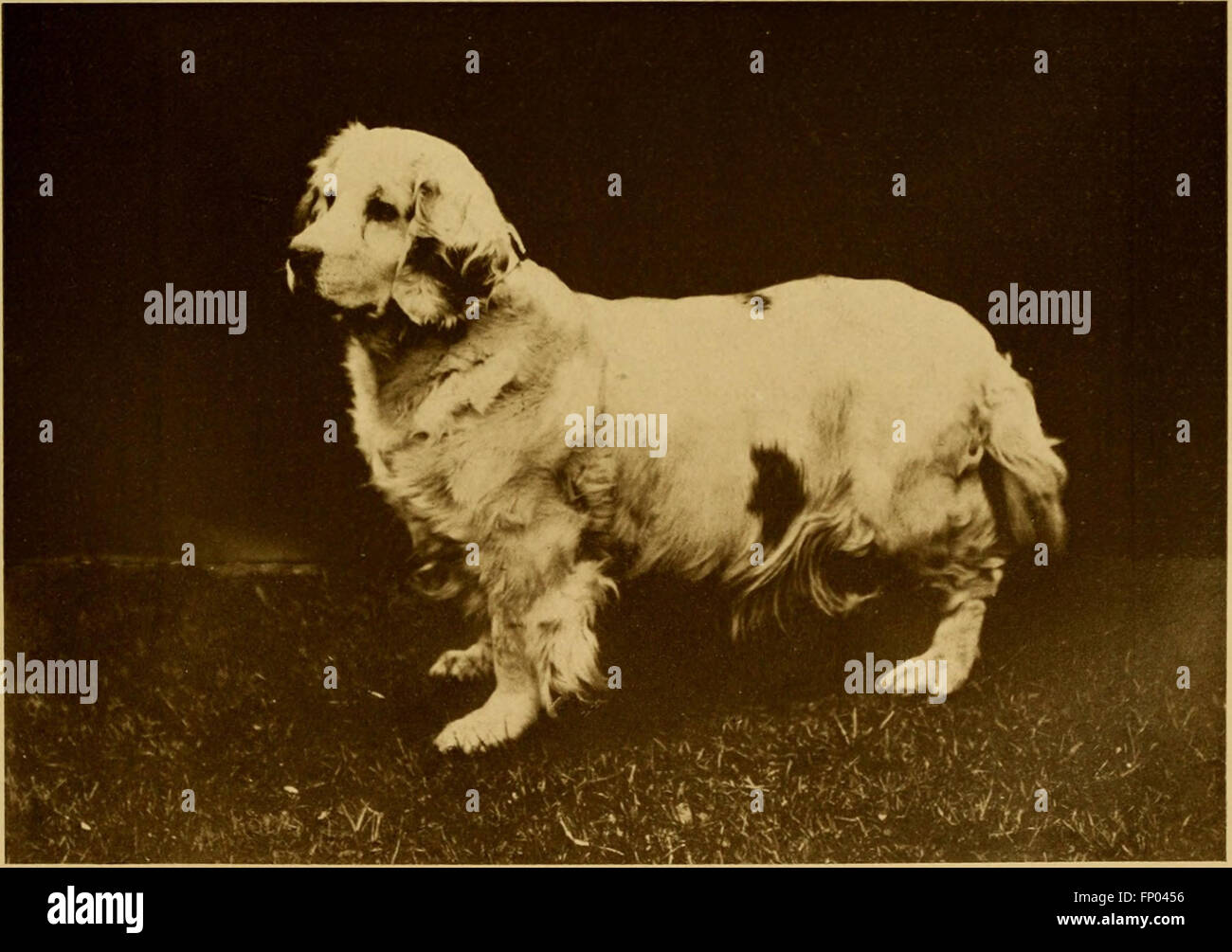 Published in 1906, this book presents a popular history of dogs and ...