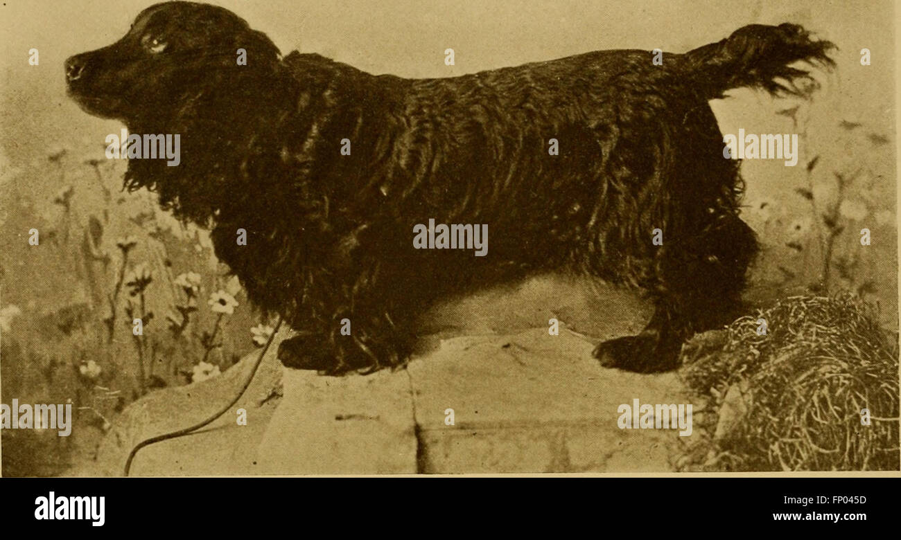 This 1906 book provides a comprehensive history of dogs, along with ...