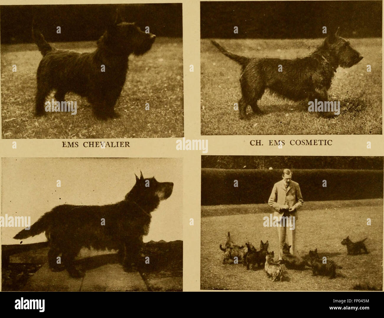 *The Dog Book* (1906) provides a comprehensive history of dogs ...