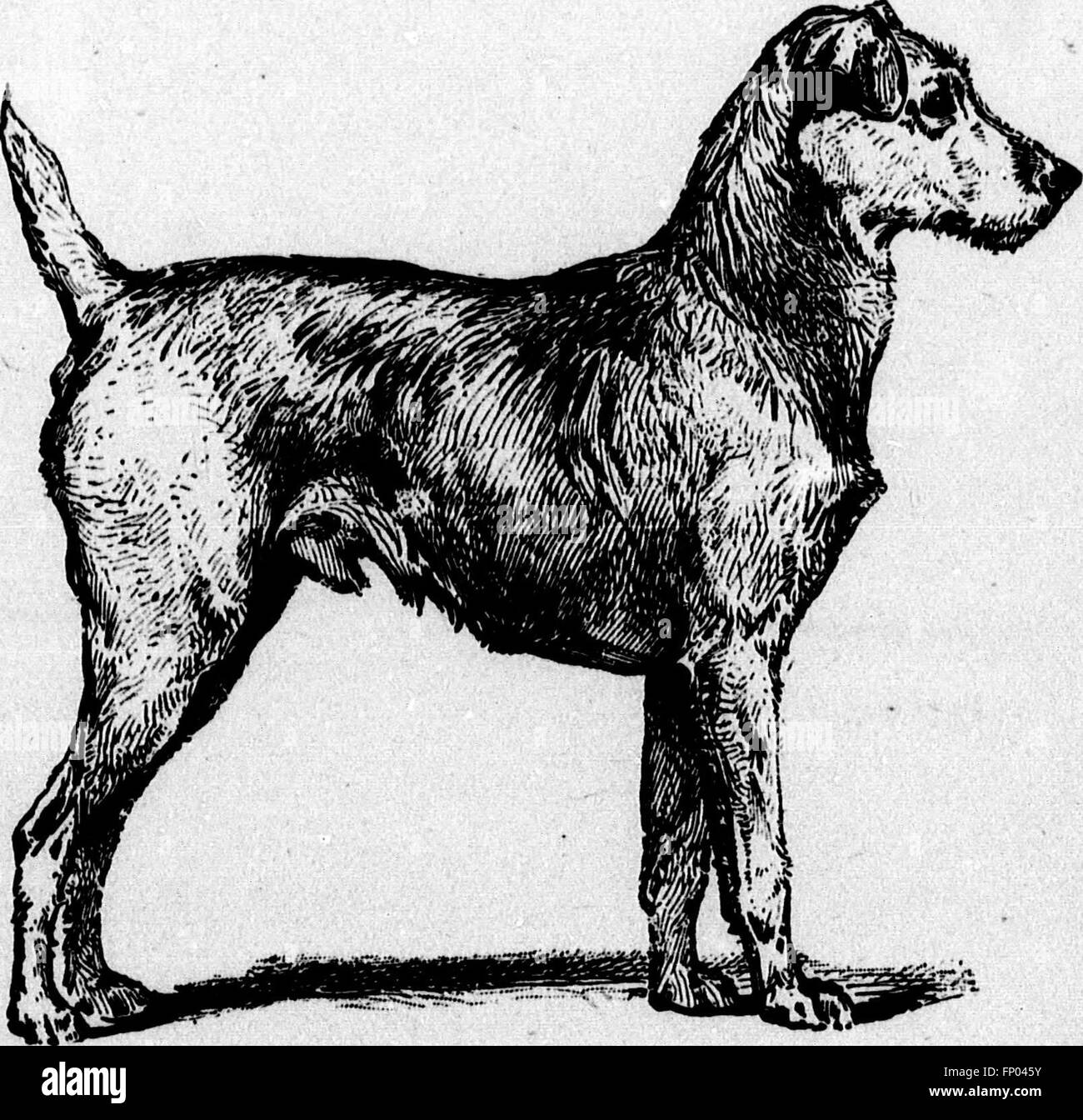 *The Dog in Health and in Disease* (1895) covers the dog's origins ...