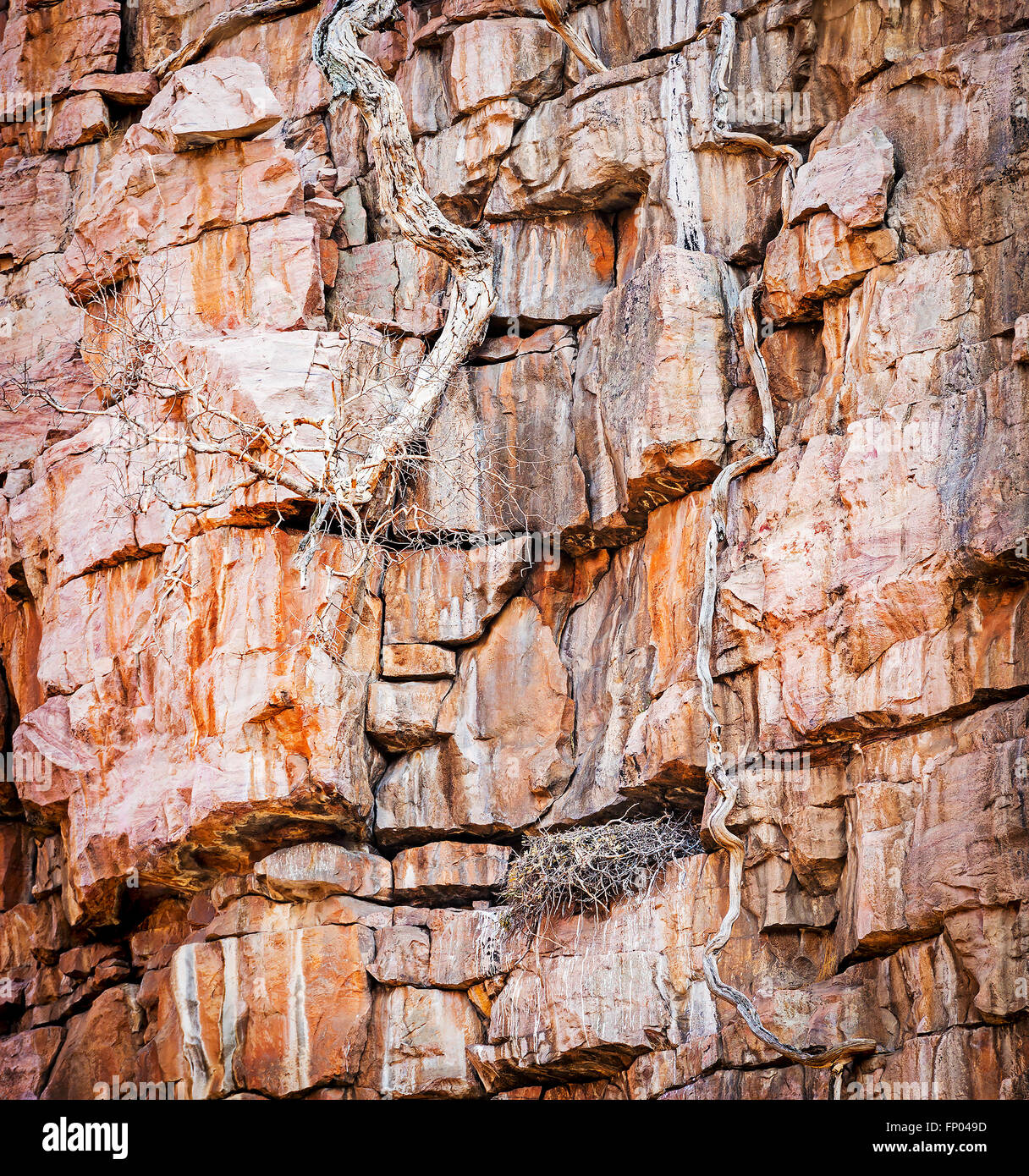 Vulture nest hi-res stock photography and images - Alamy