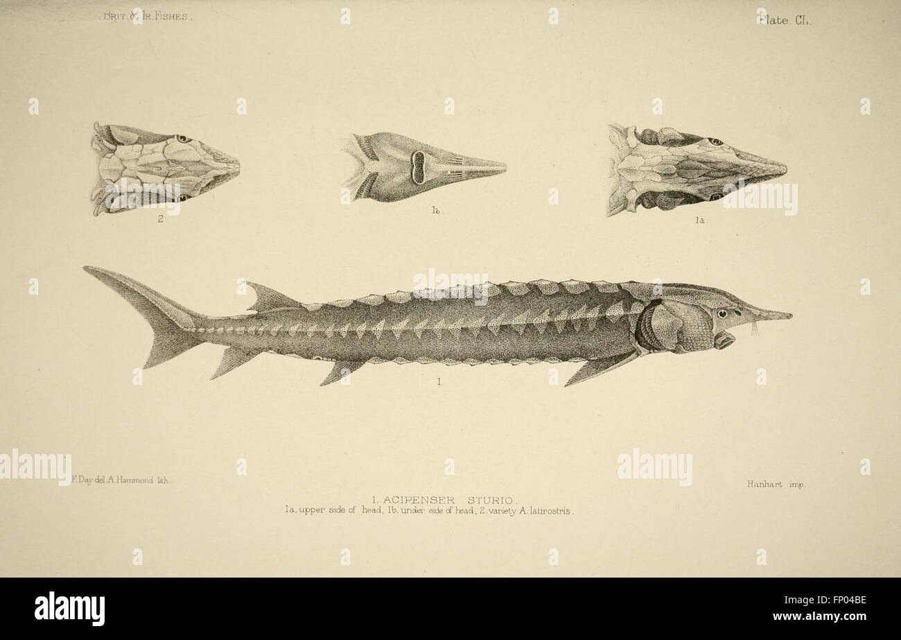 An illustration from 'The Fishes of Great Britain and Ireland,' Plate ...