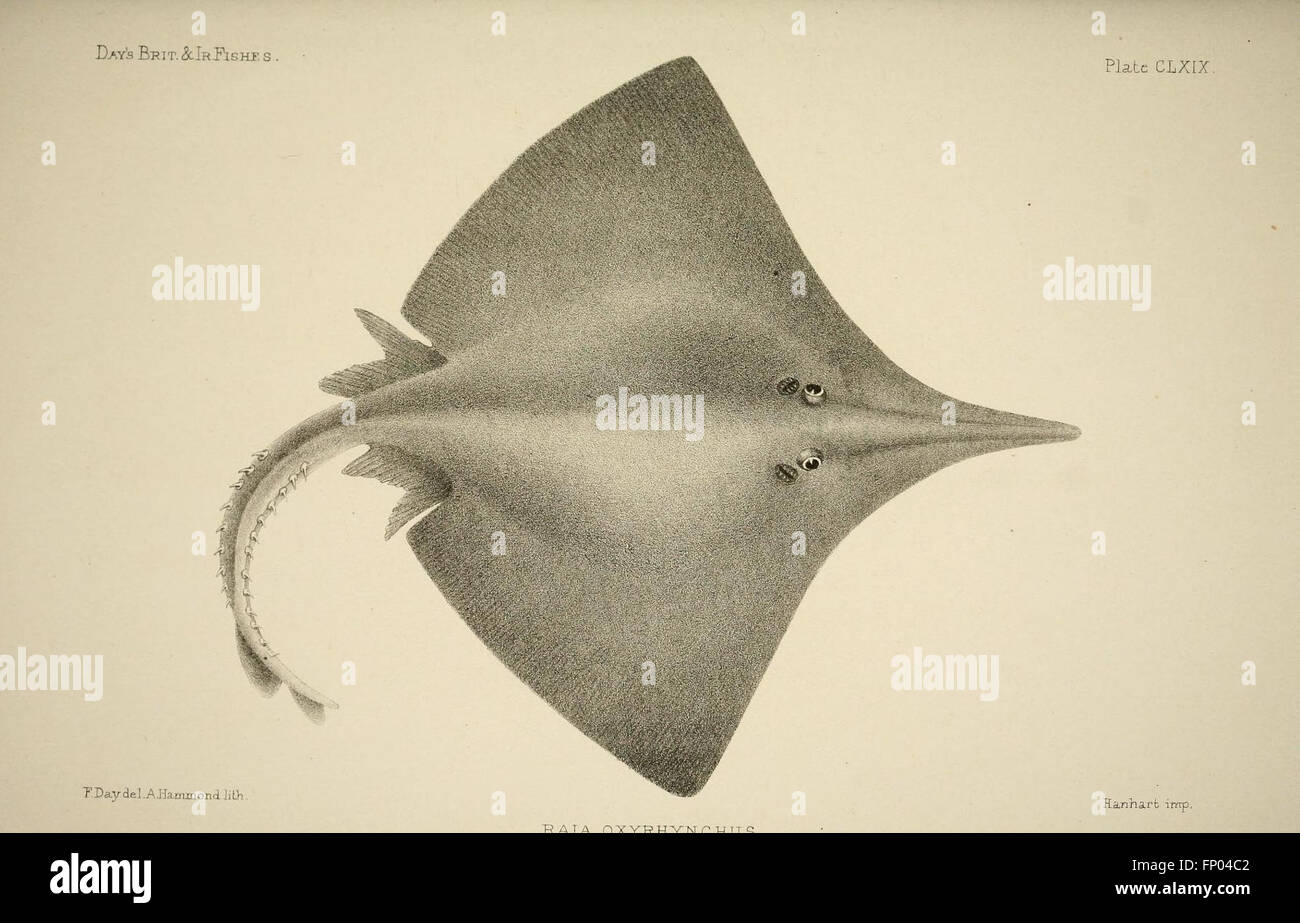 This plate features a range of fish species native to Great Britain and ...