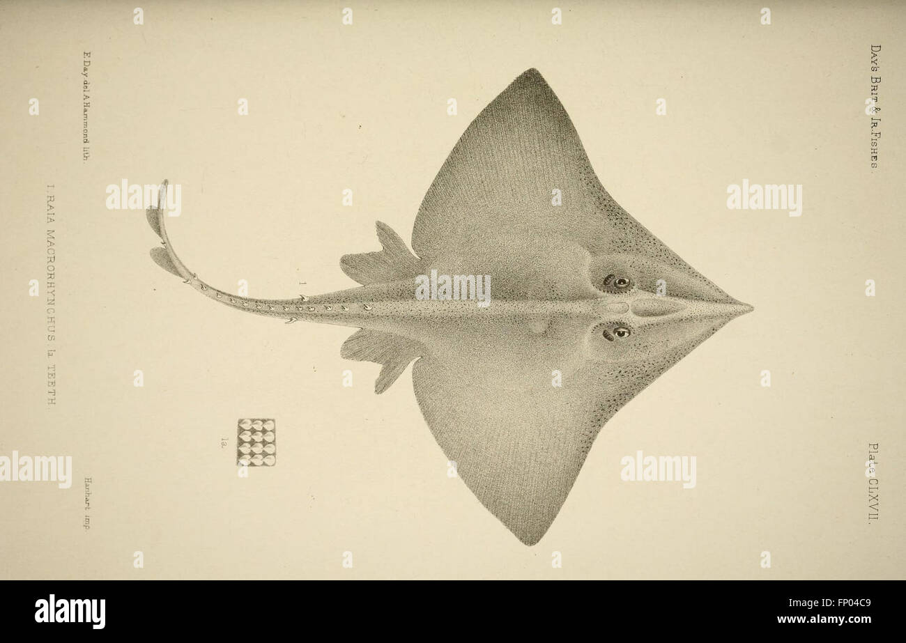 This plate from 'The Fishes of Great Britain and Ireland' illustrates ...