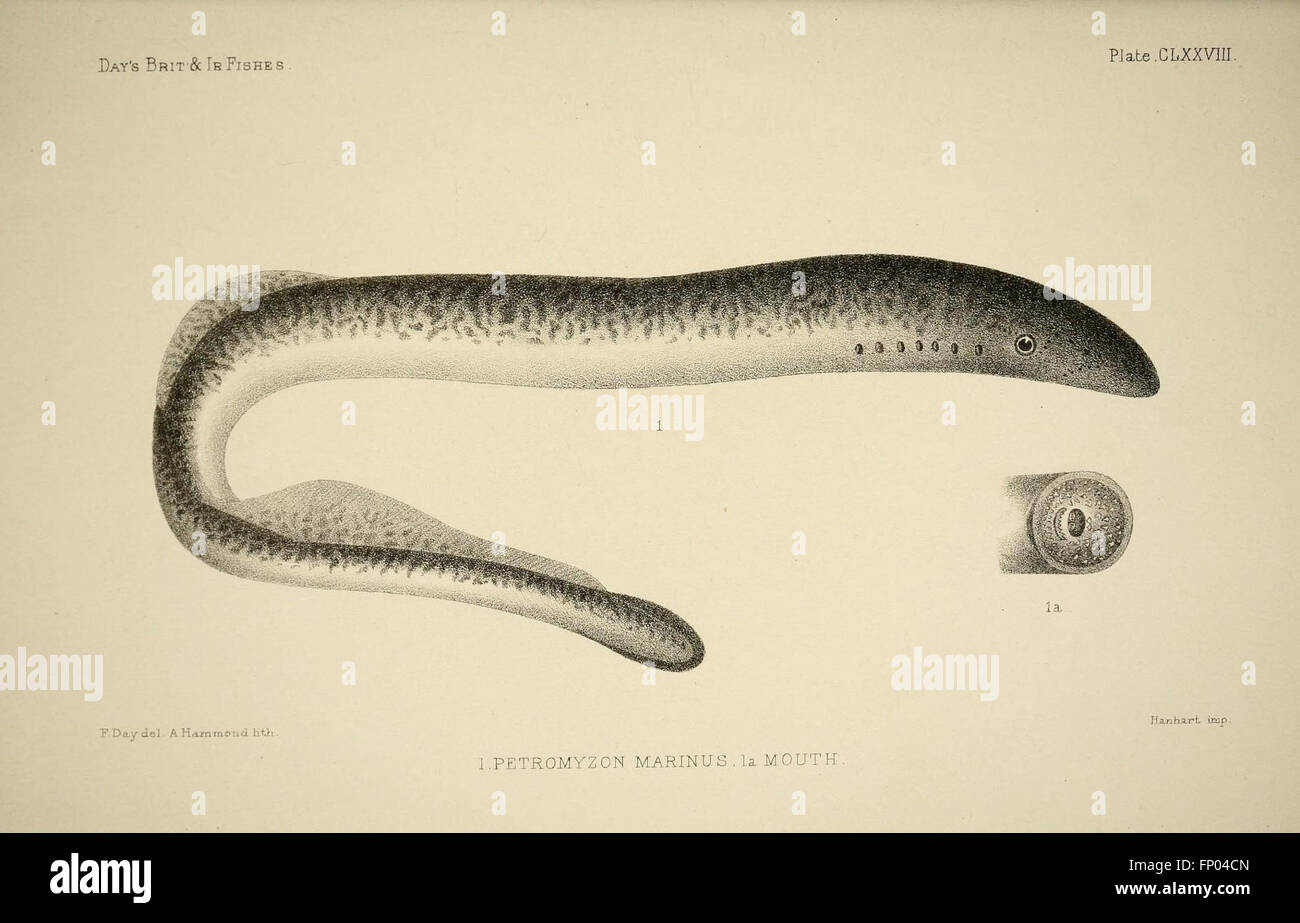 'The Fishes of Great Britain and Ireland' provides a detailed guide to ...