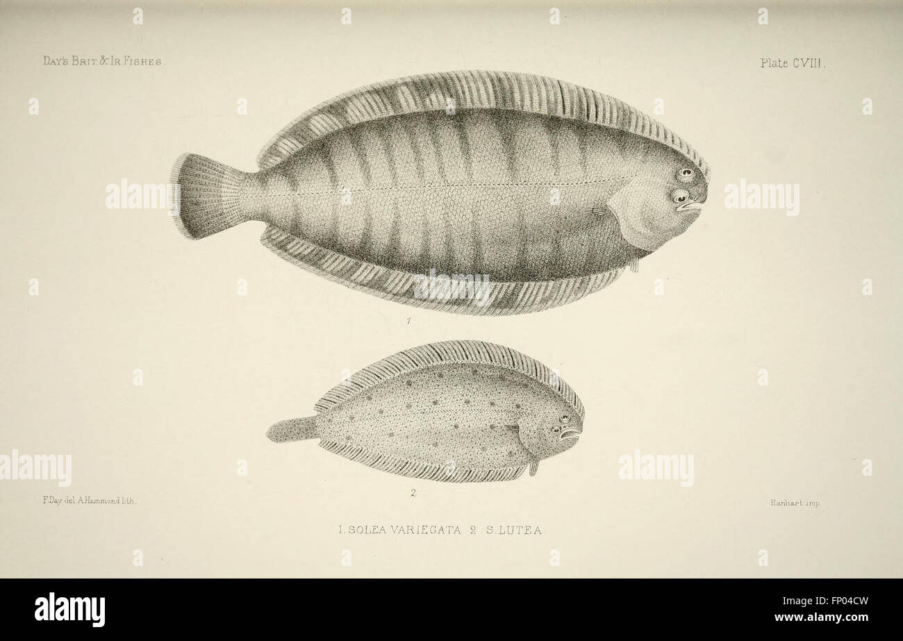 Plate CVIII from The Fishes of Great Britain and Ireland illustrates ...