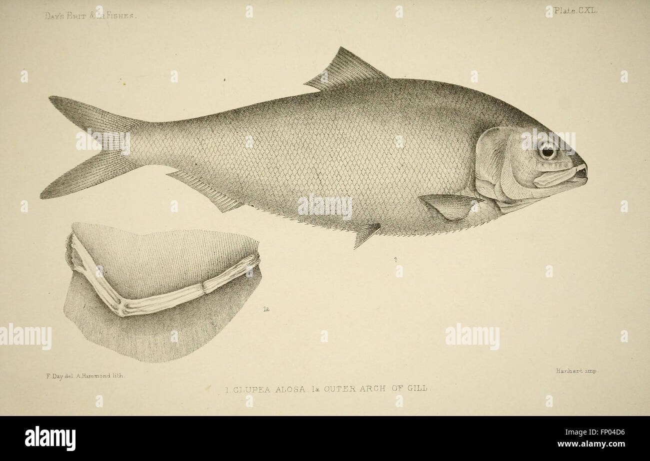 This plate from 'The Fishes of Great Britain and Ireland' showcases ...