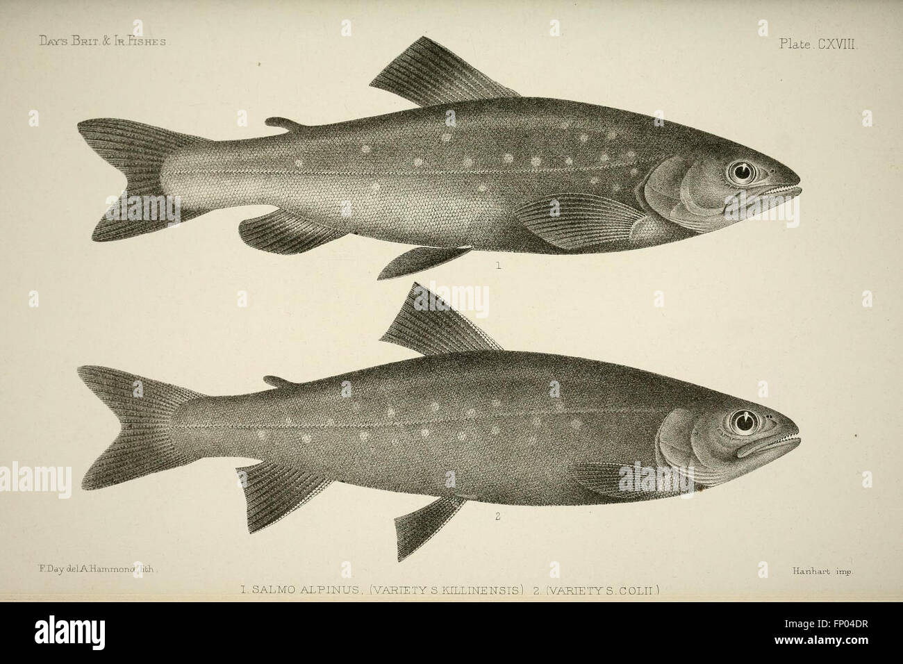 This plate from 'The Fishes of Great Britain and Ireland' illustrates ...